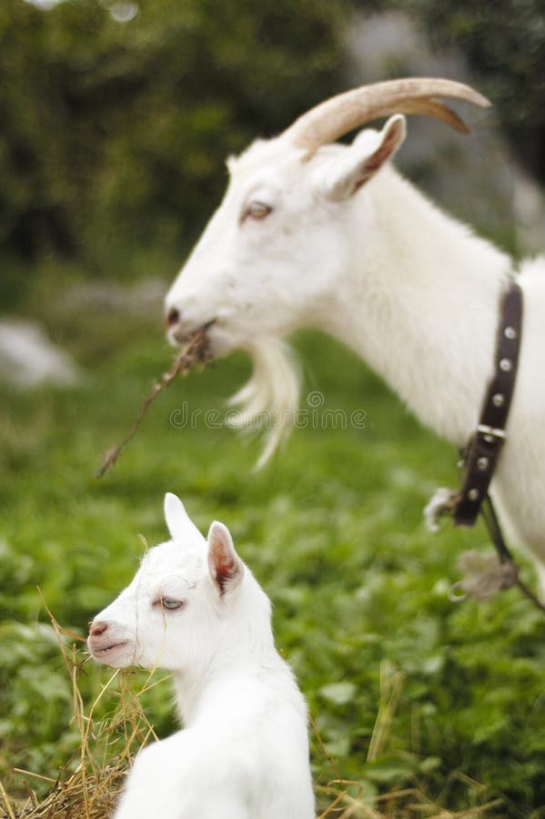 Goats in pasture stock photo. Image of green, outdoor - 36871440