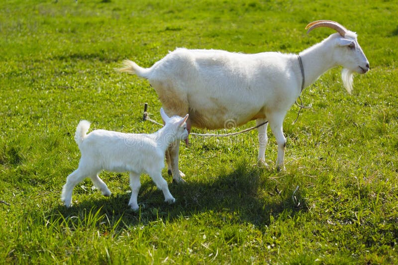 Goats in pasture stock photo. Image of country, pasture - 39847434