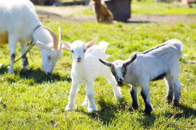Goats in pasture stock image. Image of baby, white, goat - 39563621