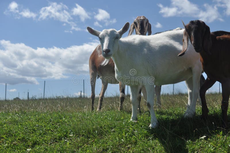 Goats in the pasture stock image. Image of farm, grass - 83739671