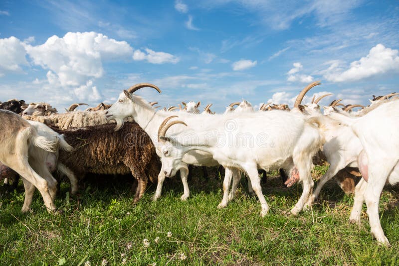 Goats on a pasture stock photo. Image of white, farm - 43178128
