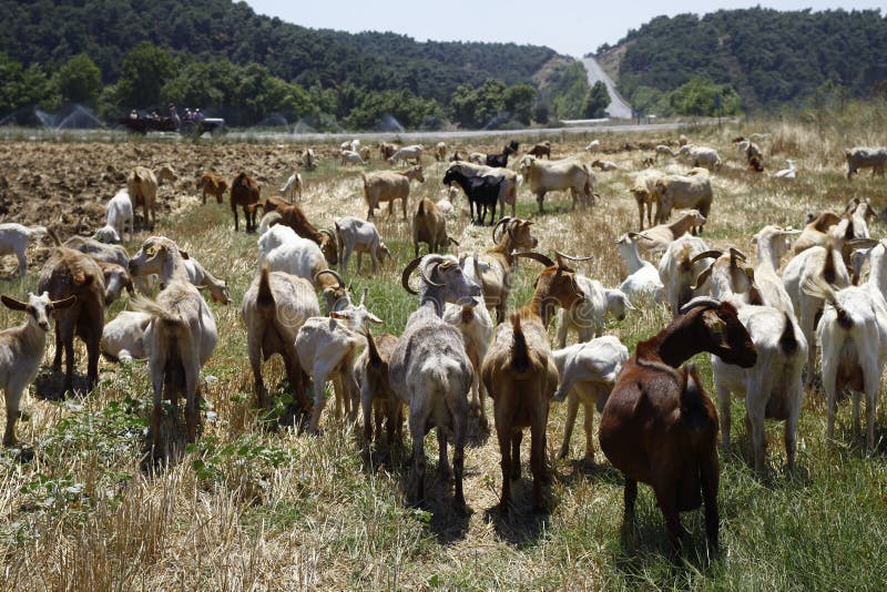 Goats in pasture stock photo. Image of animal, tractor - 54341400