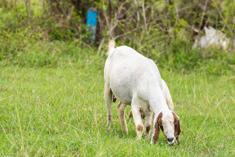 Goats in the Pasture of Organic Farm in Thailand Stock Photo - Image of ...