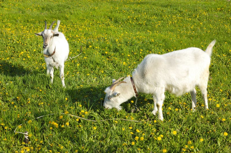 Goats in pasture stock photo. Image of green, outdoor - 36871440