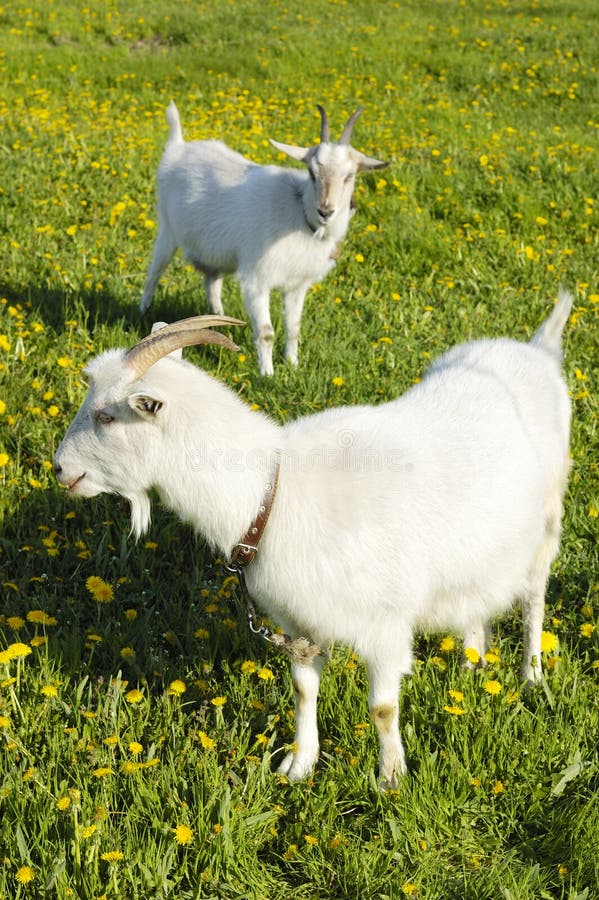 Goats in pasture stock image. Image of dandelion, green - 36871559
