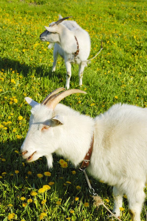 Goats in pasture stock image. Image of goat, animal, country - 36871623