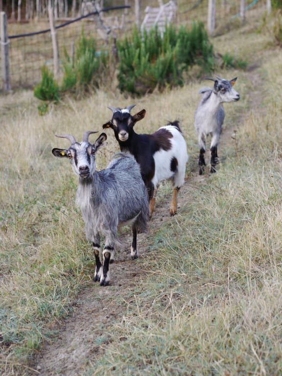Goats path landscape stock image. Image of field, meadow - 59536659