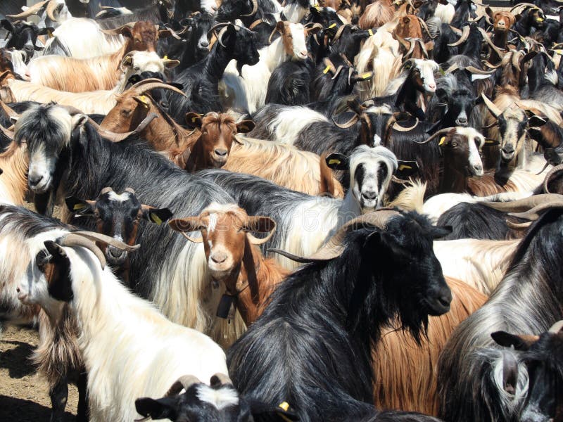 Goat the Dubai Desert stock photo. Image of dubai, landscape - 10384380