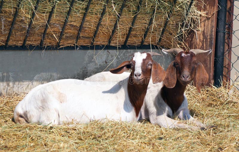 Goat doeling stock image. Image of breed, twins, milk - 15252829