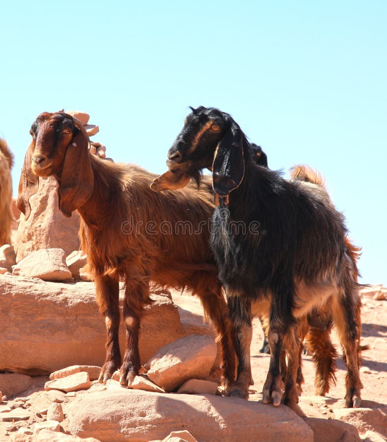 Goats in Petra, Jordan stock photo. Image of herd, east - 26168416