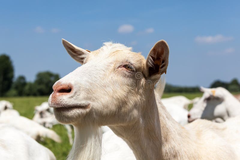 Balancing goats stock image. Image of stand, wooden, cage - 28330383