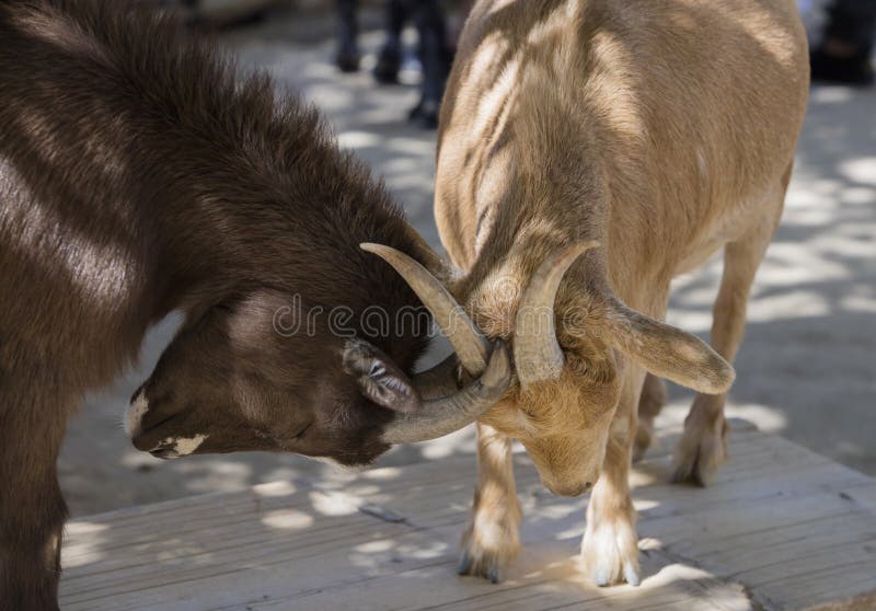 112 Locking Horns Photos - Free & Royalty-Free Stock Photos from Dreamstime