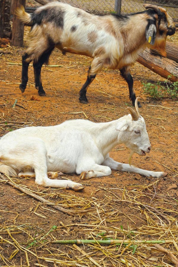 Goats portrait in a zoo. stock image. Image of cute, hand - 34443329
