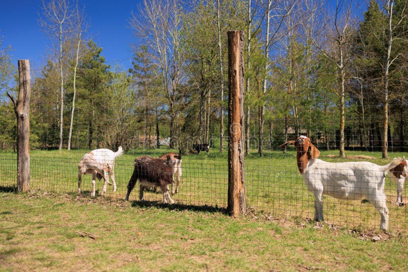 Goats and Rams in the Zoo on a Summer Day Stock Photo - Image of goats ...