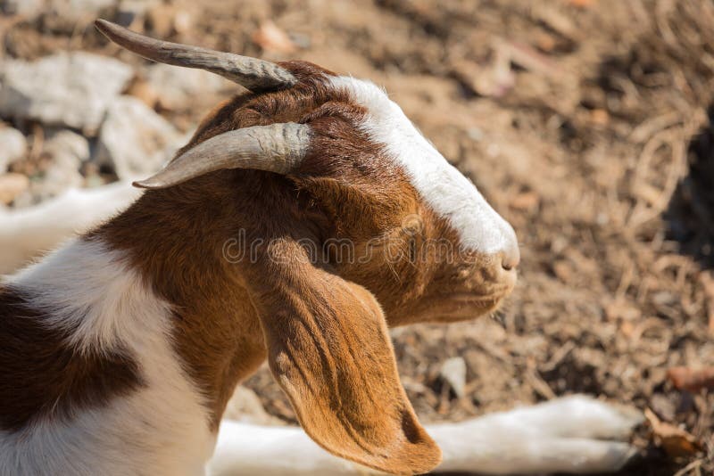 Goats stock photo. Image of face, nose, outdoor, domestic - 79999230