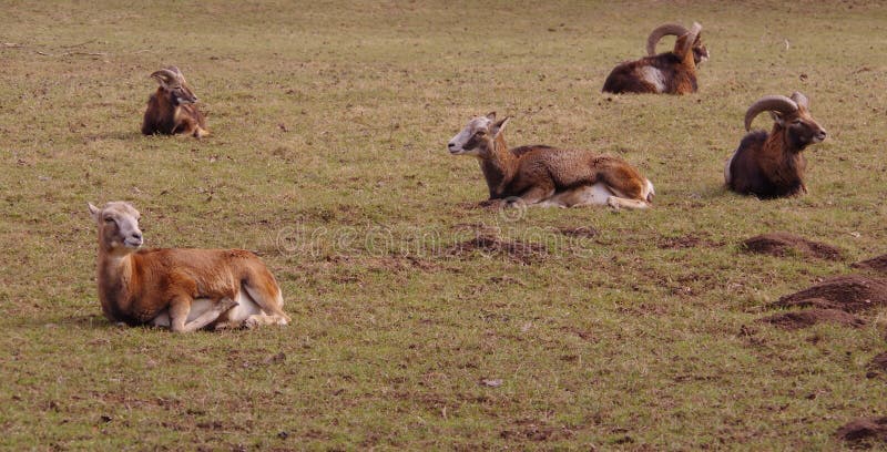 Goats are Resting on Grassland Stock Photo - Image of animal, deer ...