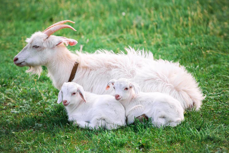Goats Resting Heads on Each Other. Togetherness, Concept Stock Photo ...