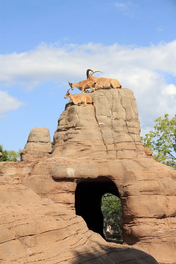 Goats on the rocks stock photo. Image of fauna, wild - 76714948