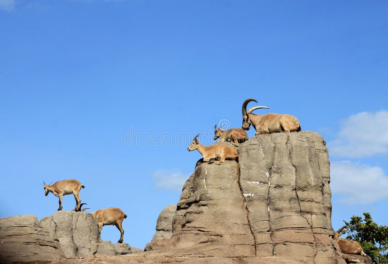 Goats on the rocks stock image. Image of cave, mammal - 76714963