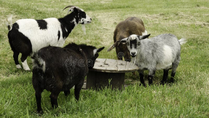 Goats of the round table stock photo. Image of animal - 24989052
