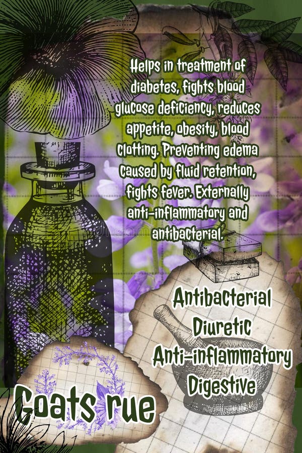 Goats Rue Vintage Notebook Herbal Page Stock Illustration ...