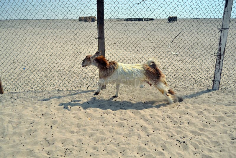 Goats run stock image. Image of outskirts, light, farm - 21486577