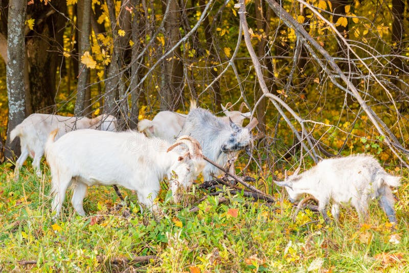 Goats Scratch Their Horns. Funny Action Stock Photo - Image of leaves ...