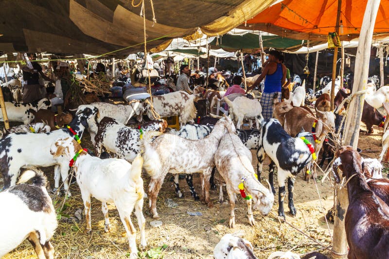 Goats for Selling at a Bazaar Editorial Stock Image - Image of head ...