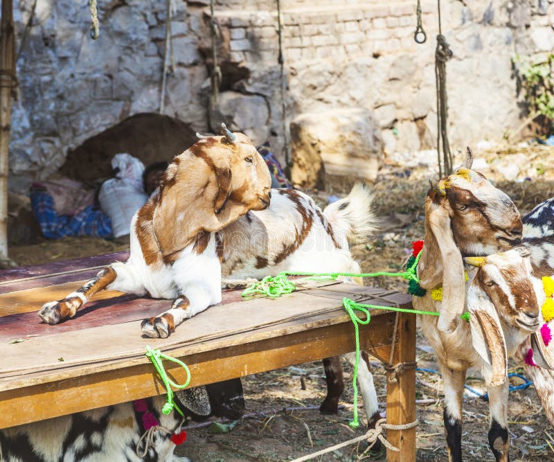 Goats for Selling at a Bazaar Stock Image - Image of herd, goat: 58258869