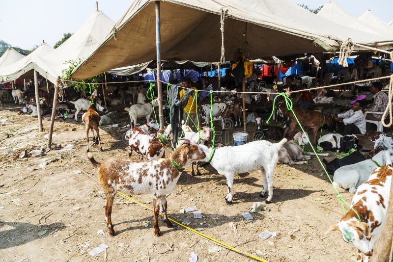 Goats for Selling at the Bazaar Editorial Photography - Image of goats ...