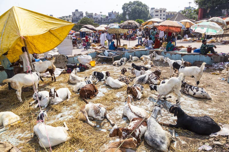 Goats for Selling at the Bazaar Editorial Photography - Image of ...