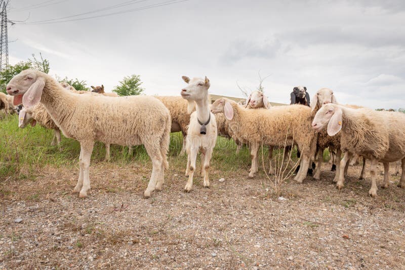 Goats and Sheep of Different Colors while Grazing. Concept of Diversity ...