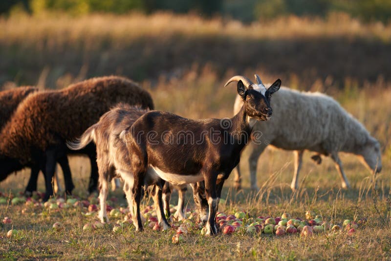 Goats and Sheep Eat Apples Spilled on the Grass in the Pasture ...