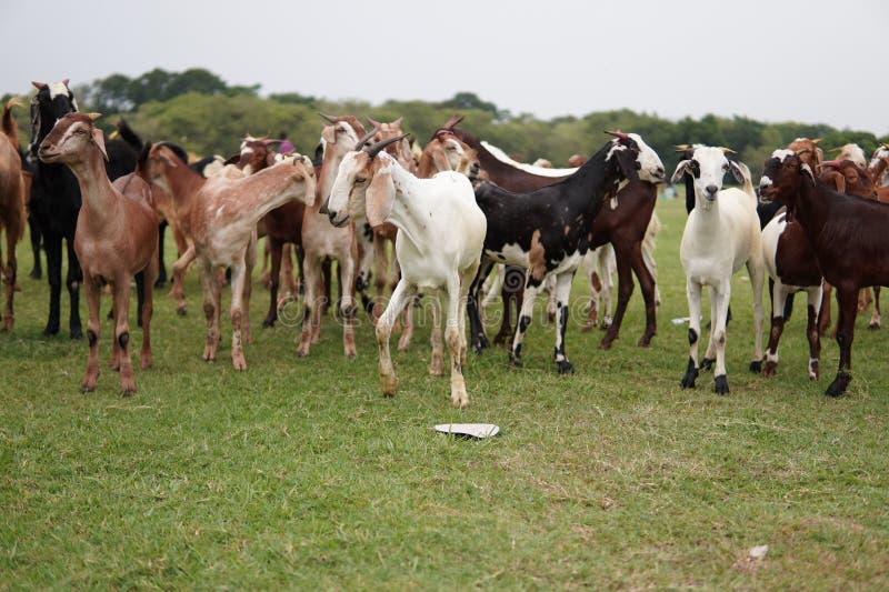 Goats and sheep stock image. Image of herd, young, goats - 281934579