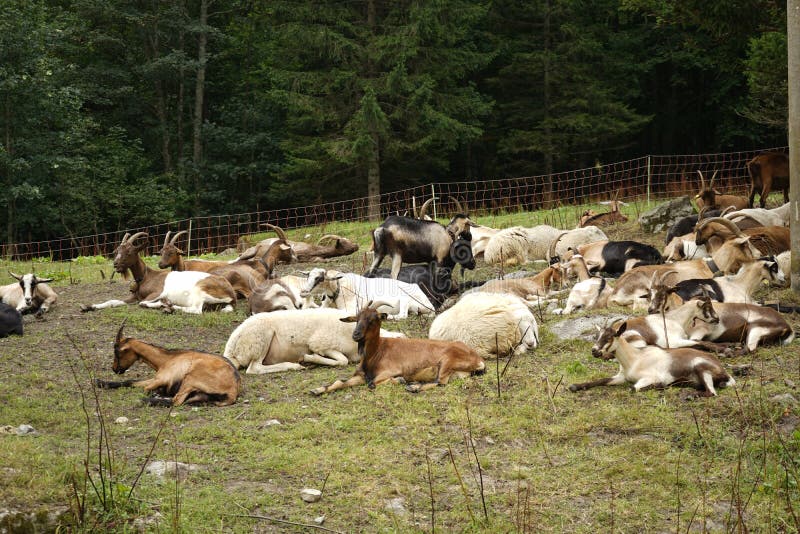 Goats and Sheep Rest in a Pasture Stock Image - Image of goat, mountain ...