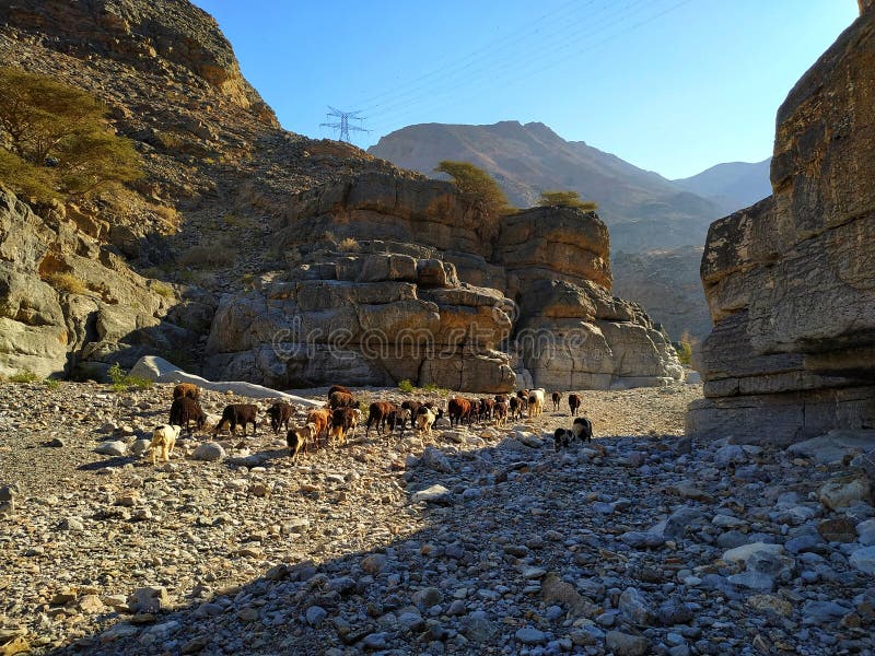 Goats and Sheep in the Wadi , Oman Stock Image - Image of mountain ...