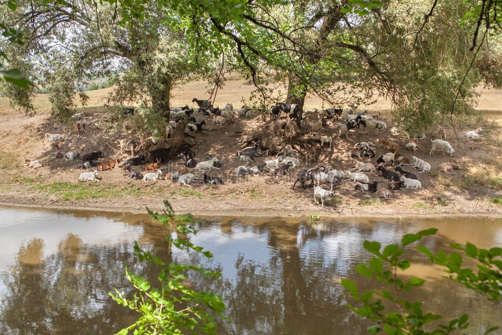 Goats sit in the shadow stock photo. Image of farm, herd - 63867264