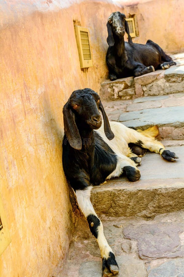 Goats are Sitting on the Footpath in Jaipur Stock Image - Image of ...