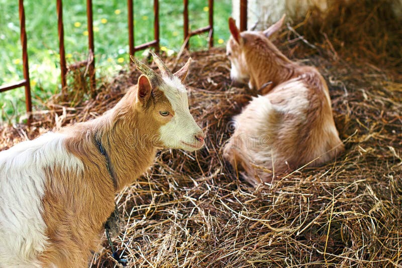 Goats sitting on hey stock image. Image of horns, grey - 94262851