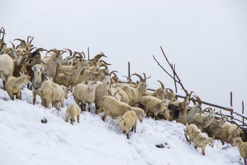 Goats in Snow, Farm in Mountains Stock Image - Image of goats, goat ...