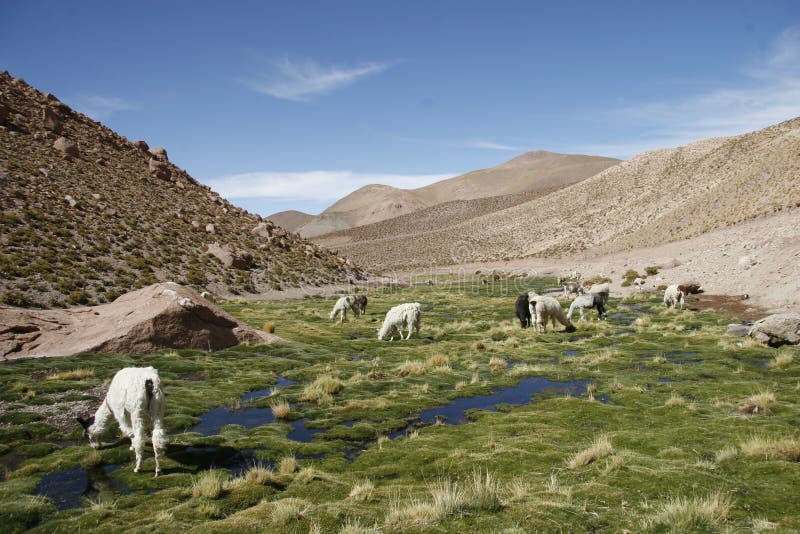 Goats stock image. Image of chile, landscapes, grass - 73351413