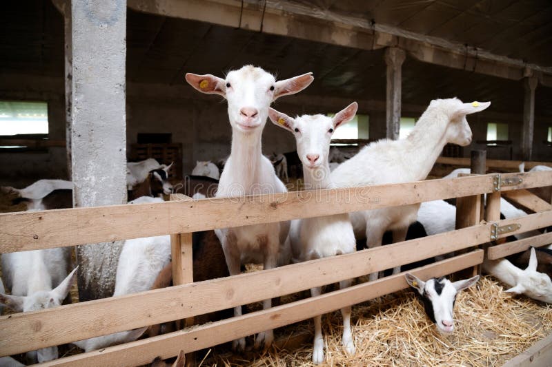 Goats in a Stall on a Farm. Two Animals are Looking at the Camera ...