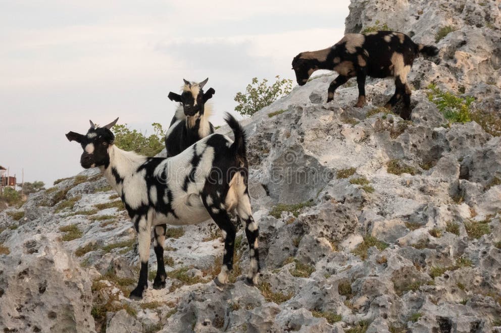 Goats stock photo. Image of grazing, goats, meadow, wild - 287773406