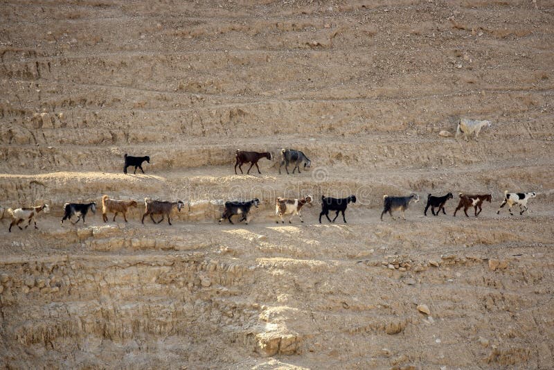Goats on a steep slope stock photo. Image of stone, steep - 116713720
