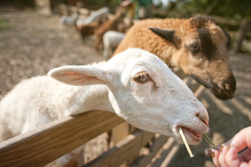 Goats Sticking Their Head Out 5 Stock Image - Image of treats, lens ...
