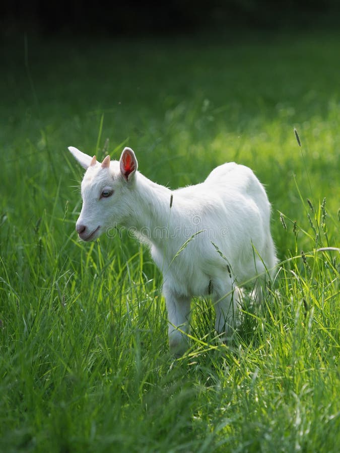 Goats in Summer Paddock stock image. Image of looking - 138764277