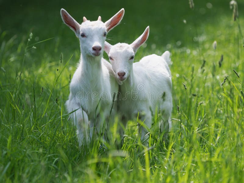 Goats in Summer Paddock stock image. Image of animal - 138764219