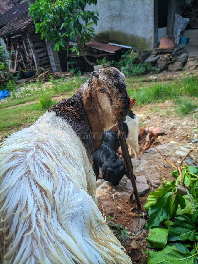 Goats Sunbathing in the Morning Stock Photo - Image of wildlife, tree ...