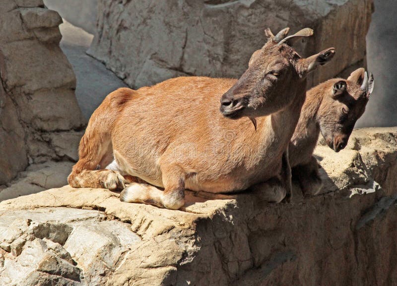 Markhor Goat stock image. Image of antelope, mountains - 9598809