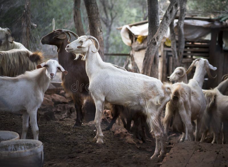Goats in their Pen stock photo. Image of white, gregarious - 60156092
